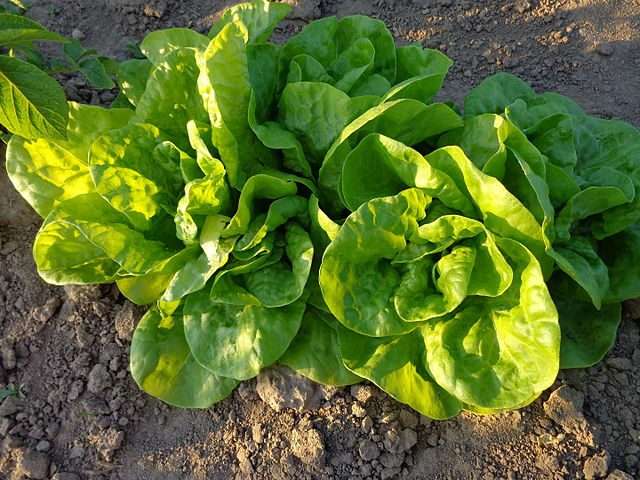Lettuce Pray. - matouring.com